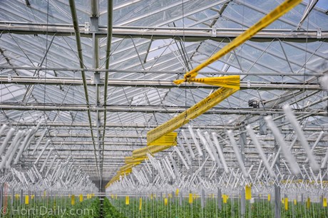 A closer look at greenhouse twine