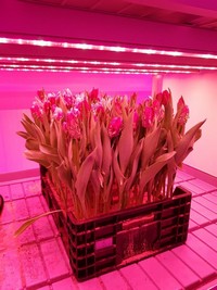 Finding the best LED light recipe for your crop