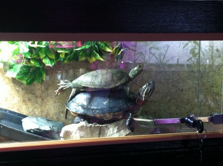 From tarantulas to turtles