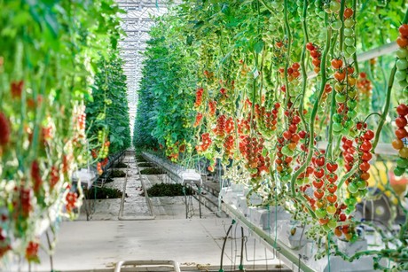 “Diffuse glass is definitely worth the investment”