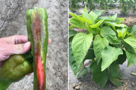 Pepper virus wreaks havoc in Balkan horticulture